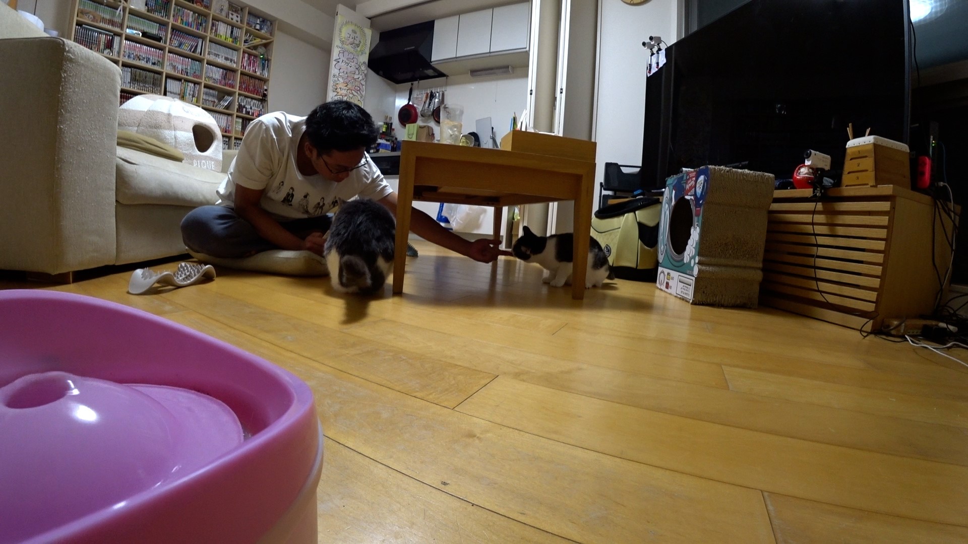 サンシャイン池崎 新たな保護猫活動 “猫社会のルールで先輩が教育?”|entax(エンタックス)